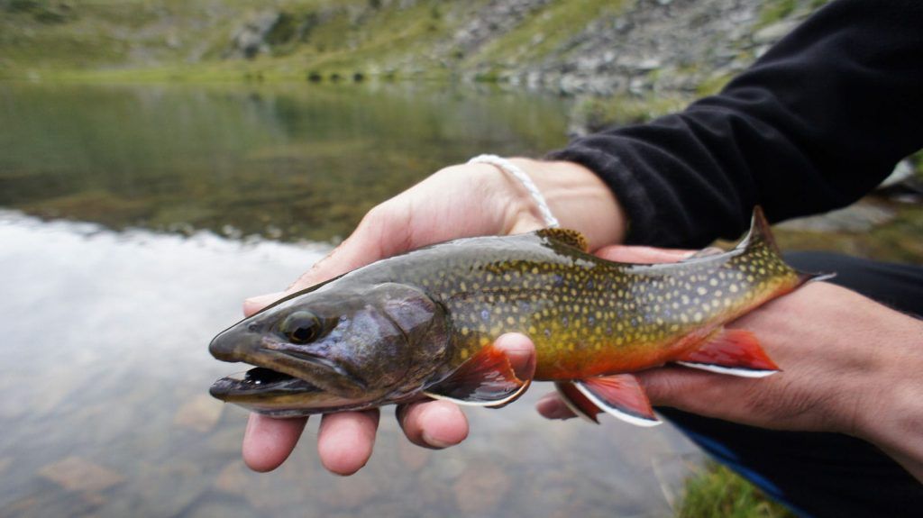 Brook-Trout-Pyrenees-Helycopter - Spain Fly Fishing Guides in the ...